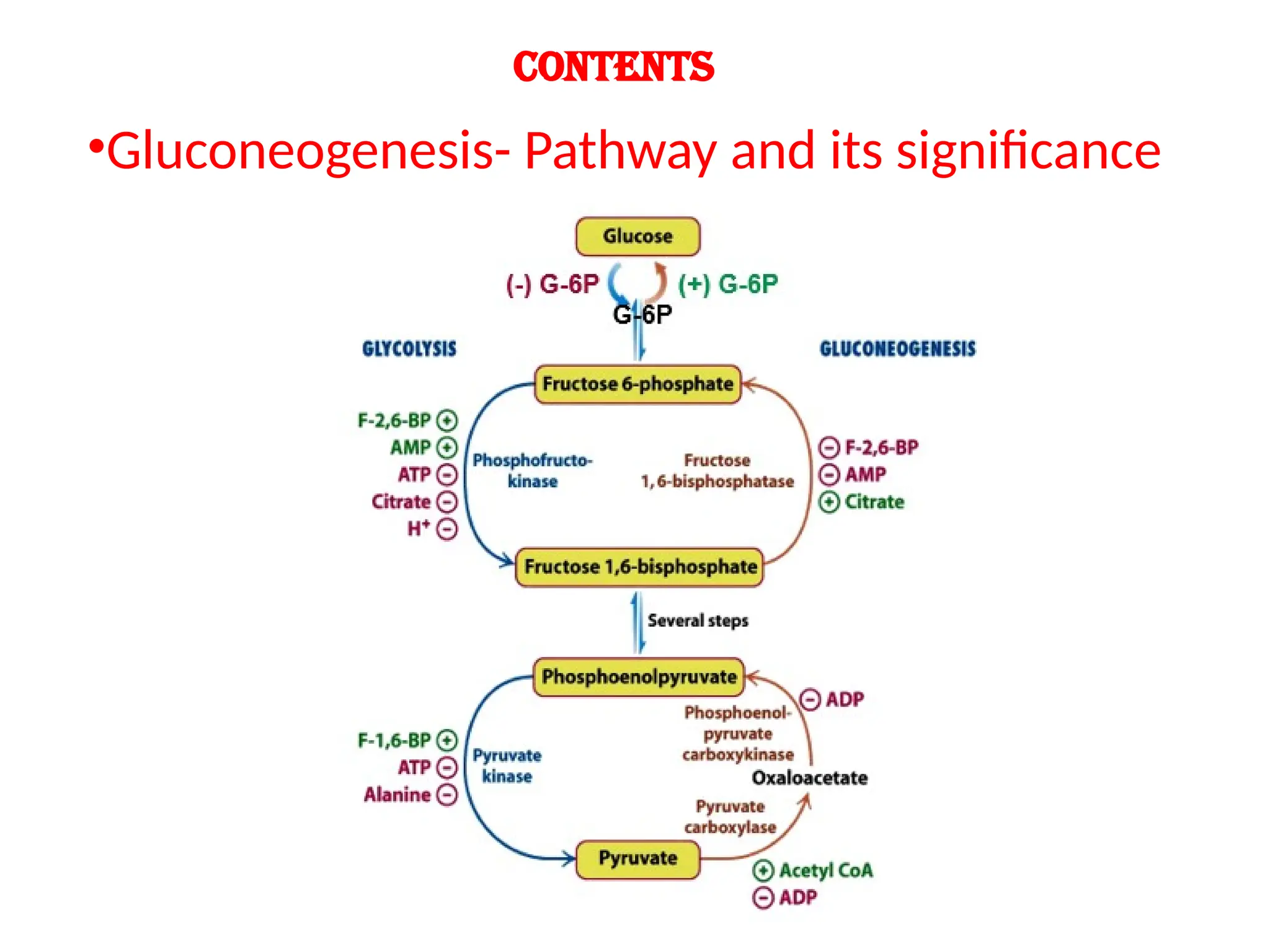 Gluconeogenesis- Pathway and its significance | PPTX
