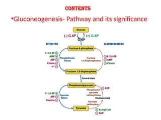 Gluconeogenesis- Pathway and its significance | PPTX