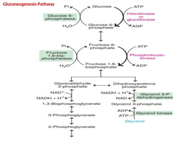 Gluconeogenesis- Pathway and its significance | PPTX