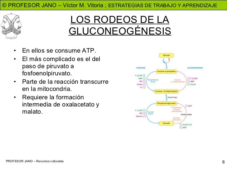GLUCONEOGÉNESIS