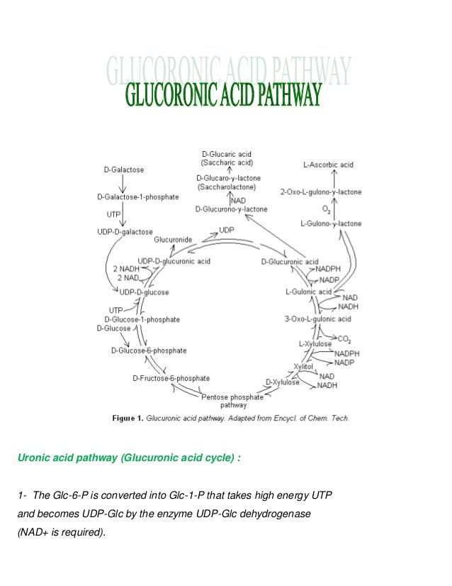 Glucoronic acid