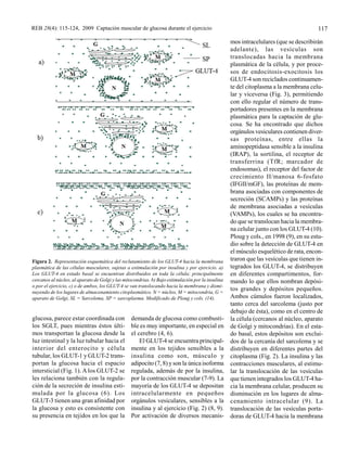 Glucosa en músculo esquelético reb | PDF