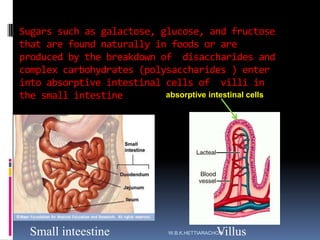 Glucose english | PPT