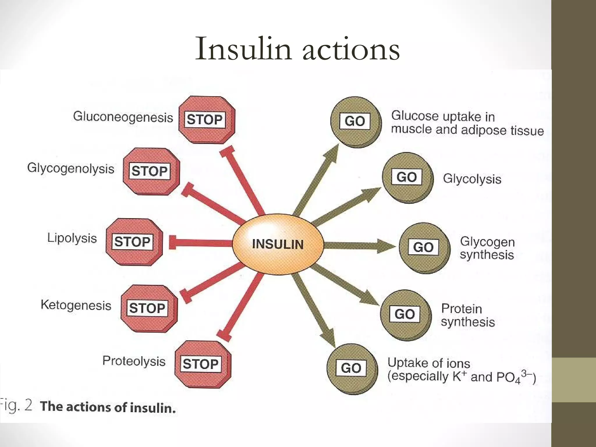 Glucose homeostasis | PPT