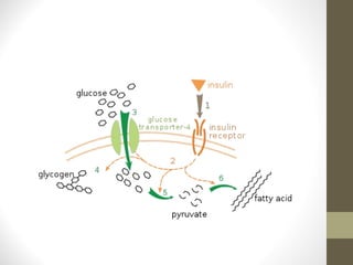Glucose homeostasis | PPT