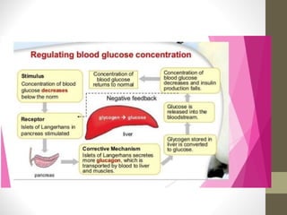 Glucose homeostasis | PPT