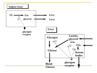 Glucose Homeostasis | PPT