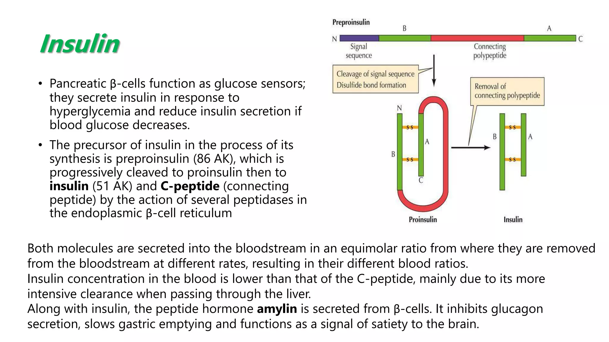 Glucose metabolism.pptx