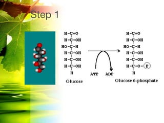glucose metabolism and gluconeogenesis.pptx