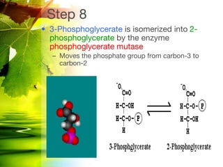 glucose metabolism and gluconeogenesis.pptx