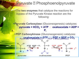 glucose metabolism and gluconeogenesis.pptx