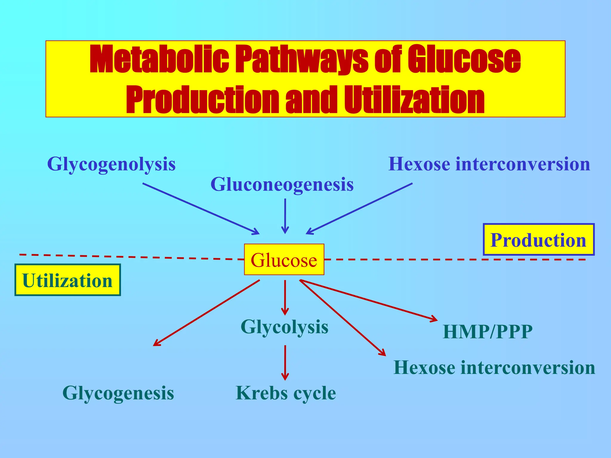 Glucose_Metabolism_An_overview_Nov2010.ppt | Free download
