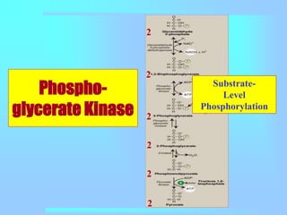 Glucose_Metabolism_An_overview_Nov2010.ppt