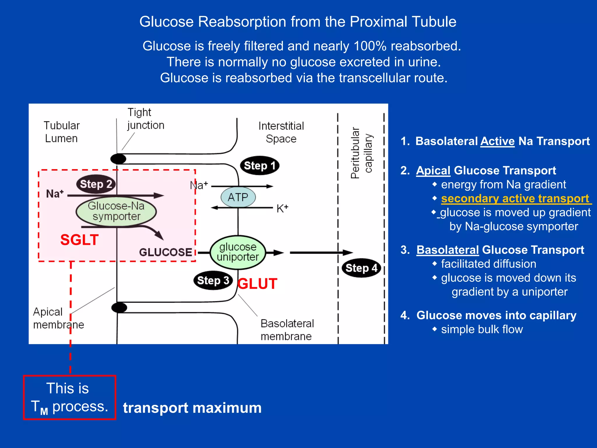 Renal Handling of Glucose, organic acid, uric acid and protein | PPTX