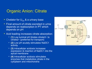 Renal Handling of Glucose, organic acid, uric acid and protein | PPTX