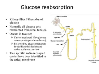 Nephron Kidney Reabsorption