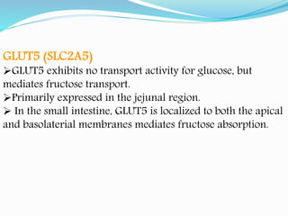 Glucose receptors1 | PPT