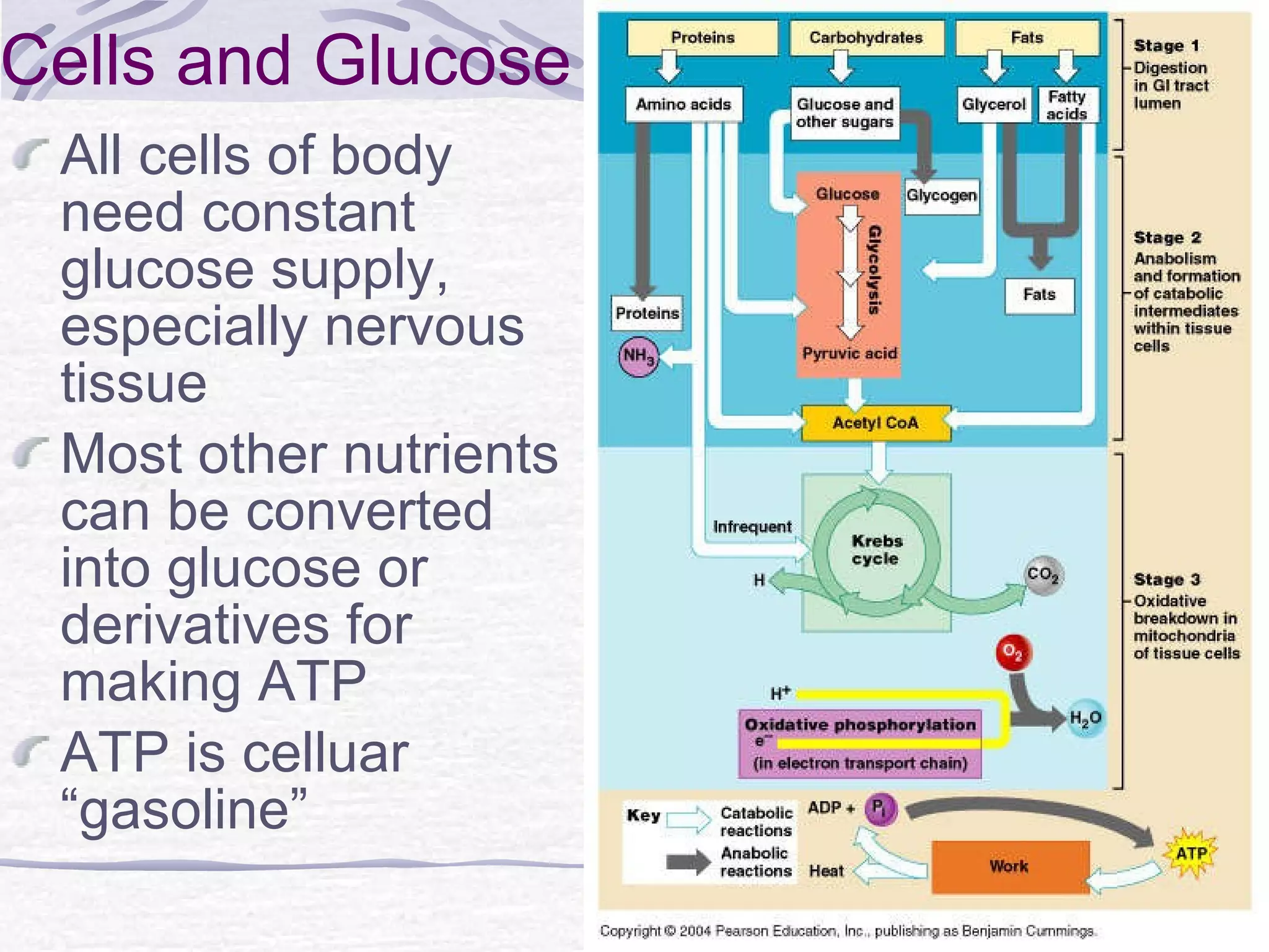 Glucose regulation pancreas liver | PPT