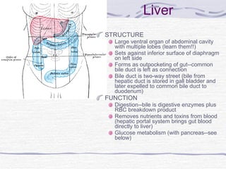 Glucose regulation pancreas liver | PPT