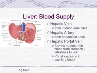 Glucose regulation pancreas liver | PPT