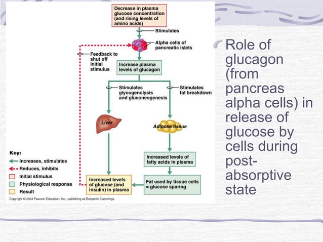 Glucose regulation pancreas liver | PPT