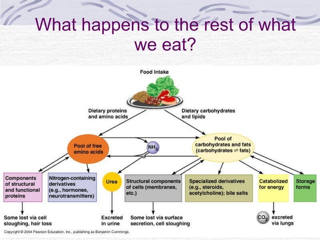 Glucose regulation pancreas liver | PPT
