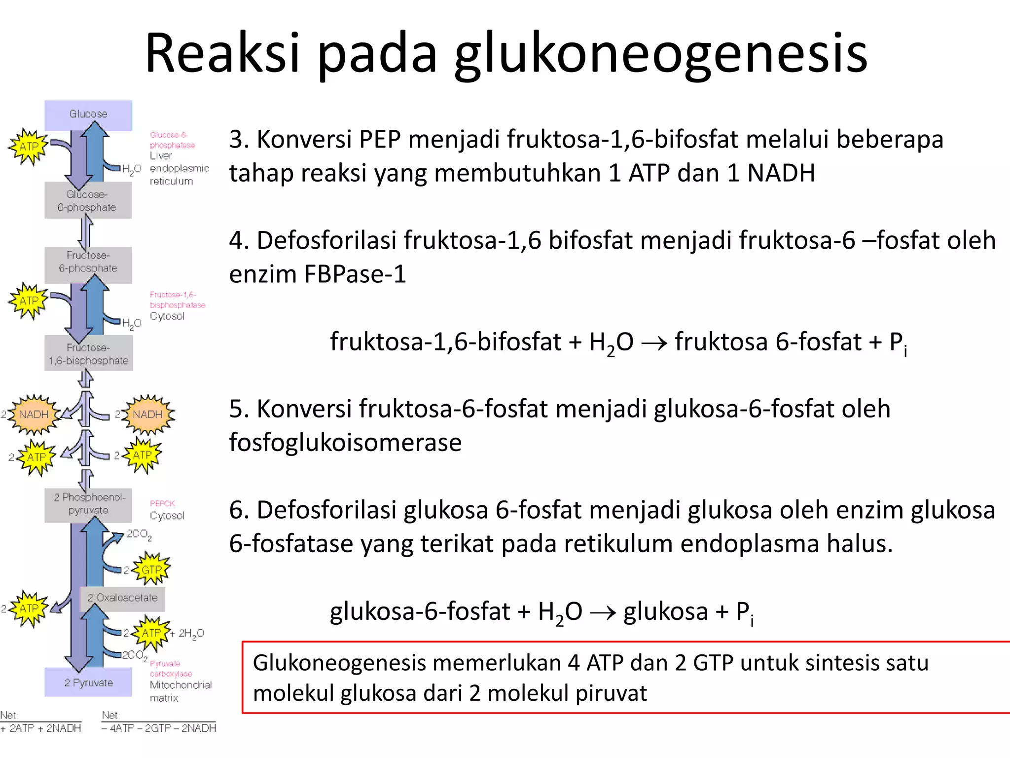 Glukoneogenesis p4 | PPTX