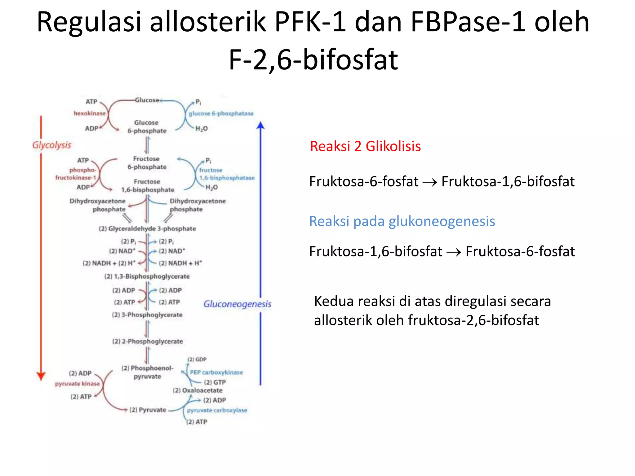 Glukoneogenesis p4 | PPTX