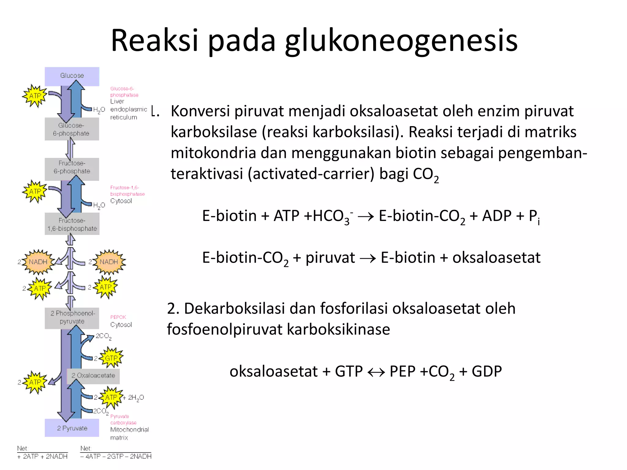 Glukoneogenesis p4 | PPTX