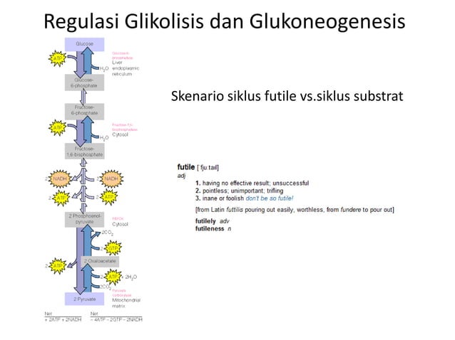 Glukoneogenesis p4 | PPTX