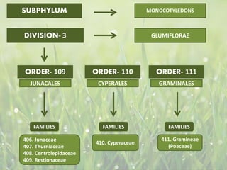 GLUMIFLORAE- phylogeny and families | PPTX