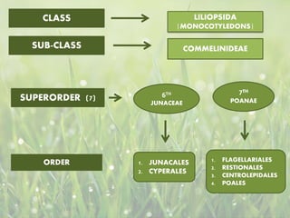 GLUMIFLORAE- phylogeny and families | PPTX