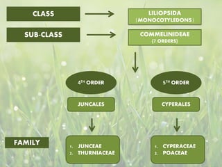 GLUMIFLORAE- phylogeny and families | PPTX