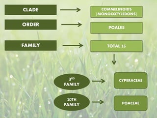 GLUMIFLORAE- phylogeny and families | PPTX