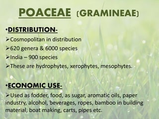 GLUMIFLORAE- phylogeny and families | PPTX