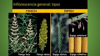 Glumifloralesbotanica sistemática vegetal | PDF