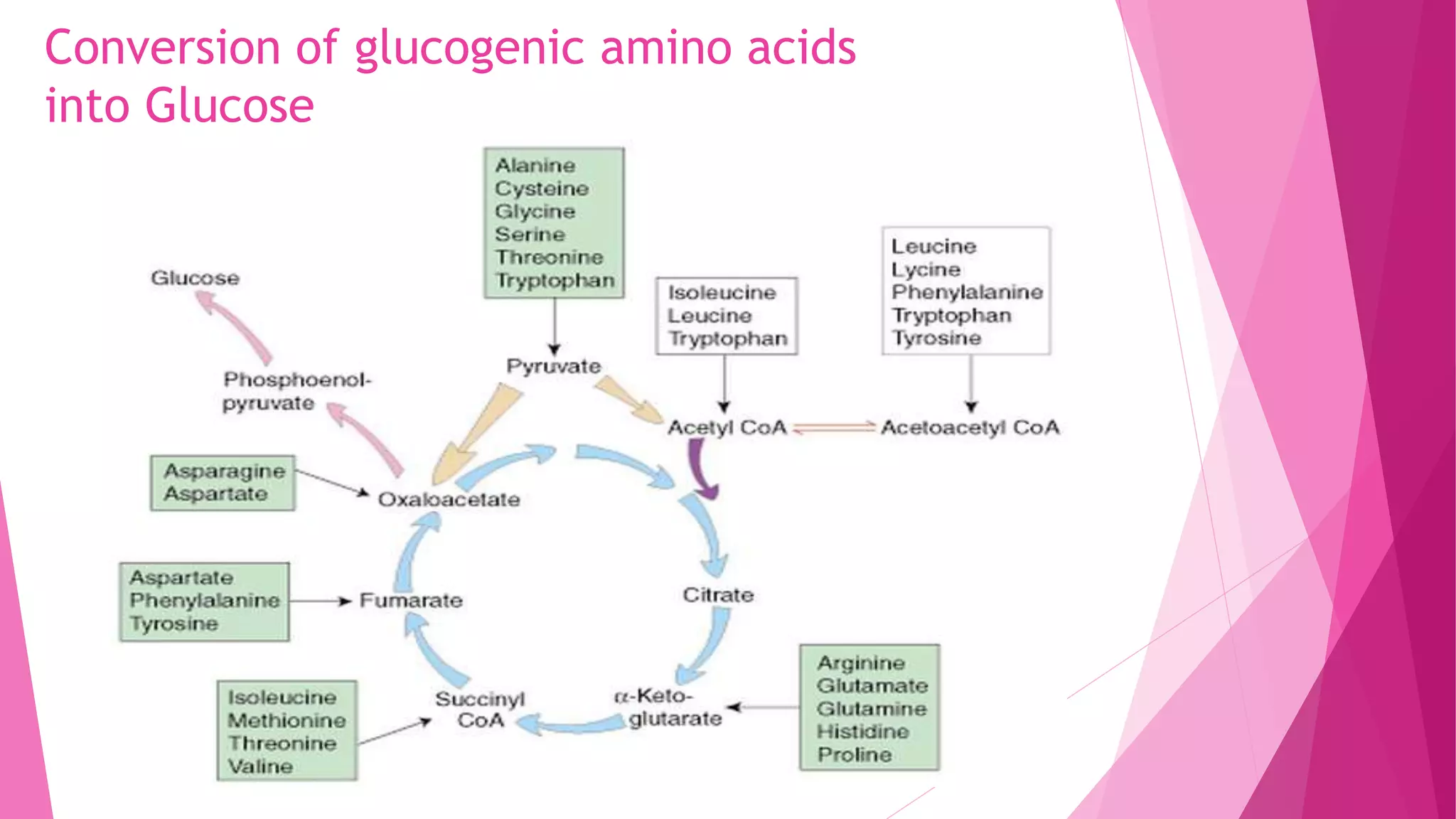 Gluneogenesis | PPTX