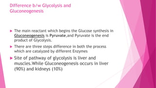 Gluneogenesis | PPTX