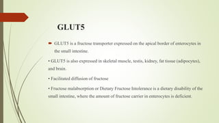 GLUT.pptx