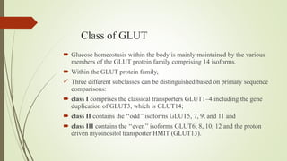 GLUT.pptx