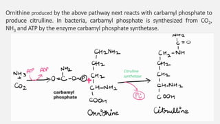 The Glutamate family by Pranzly.ppt