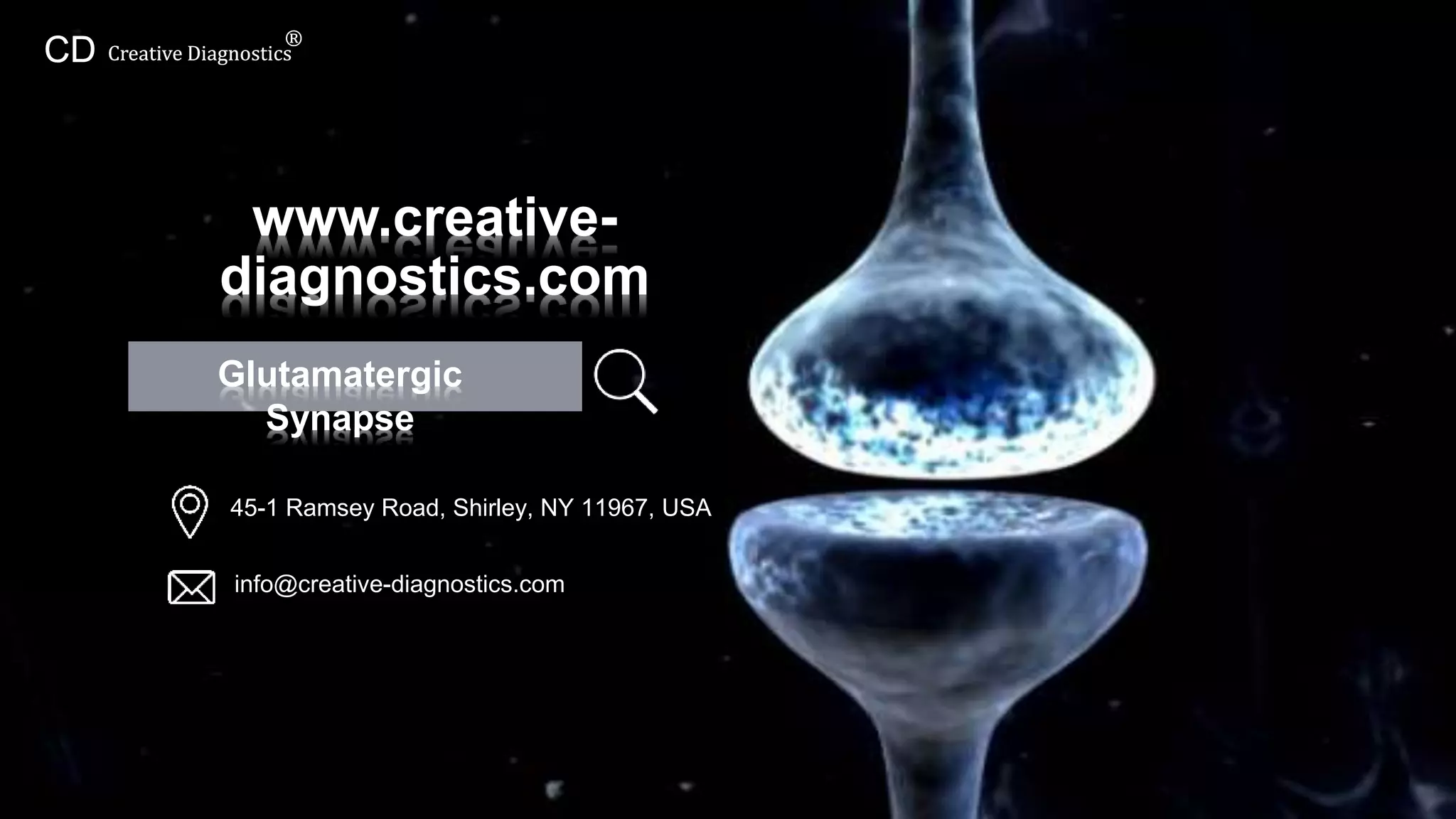 Glutamatergic synapse-pathway-Creative Diagnostics | PPTX