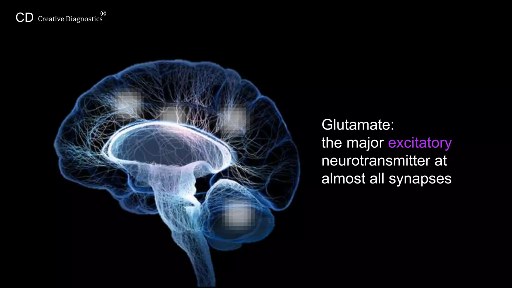Glutamatergic synapse-pathway-Creative Diagnostics | PPTX