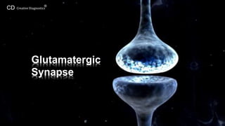 Glutamatergic synapse-pathway-Creative Diagnostics | PPTX