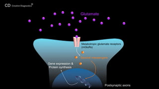 Glutamatergic synapse-pathway-Creative Diagnostics | PPTX