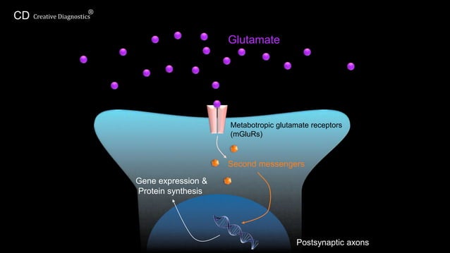 Glutamatergic synapse-pathway-Creative Diagnostics | PPTX