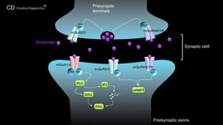 Glutamatergic synapse-pathway-Creative Diagnostics | PPTX
