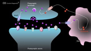 Glutamatergic synapse-pathway-Creative Diagnostics | PPTX