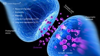 Glutamatergic synapse-pathway-Creative Diagnostics | PPTX