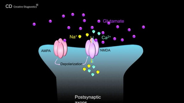 Glutamatergic synapse-pathway-Creative Diagnostics | PPTX